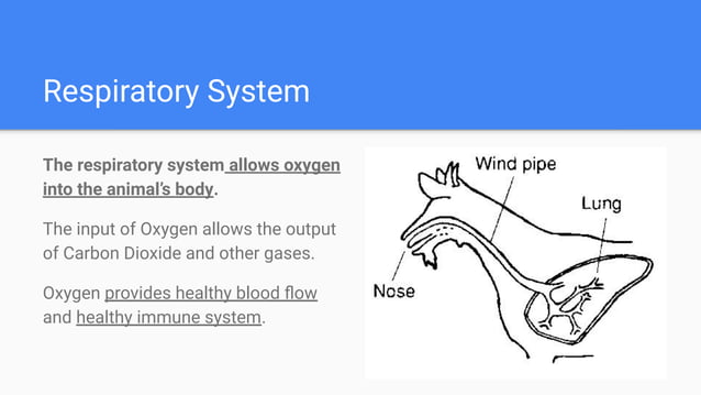 Animal Body Systems for a plant and animal science class | PDF