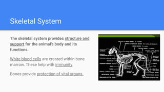 Animal Body Systems for a plant and animal science class | PDF