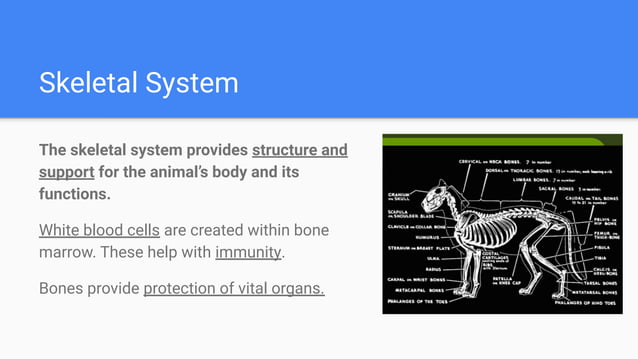 Animal Body Systems for a plant and animal science class | PDF