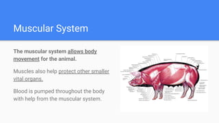 Animal Body Systems for a plant and animal science class | PDF