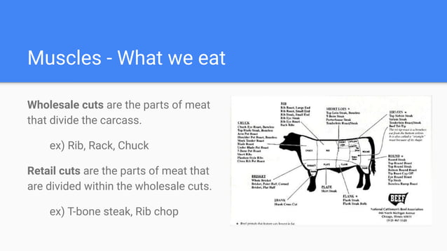 Animal Body Systems for a plant and animal science class | PDF