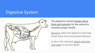 Animal Body Systems for a plant and animal science class | PDF