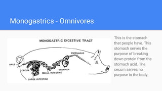 Animal Body Systems for a plant and animal science class | PDF