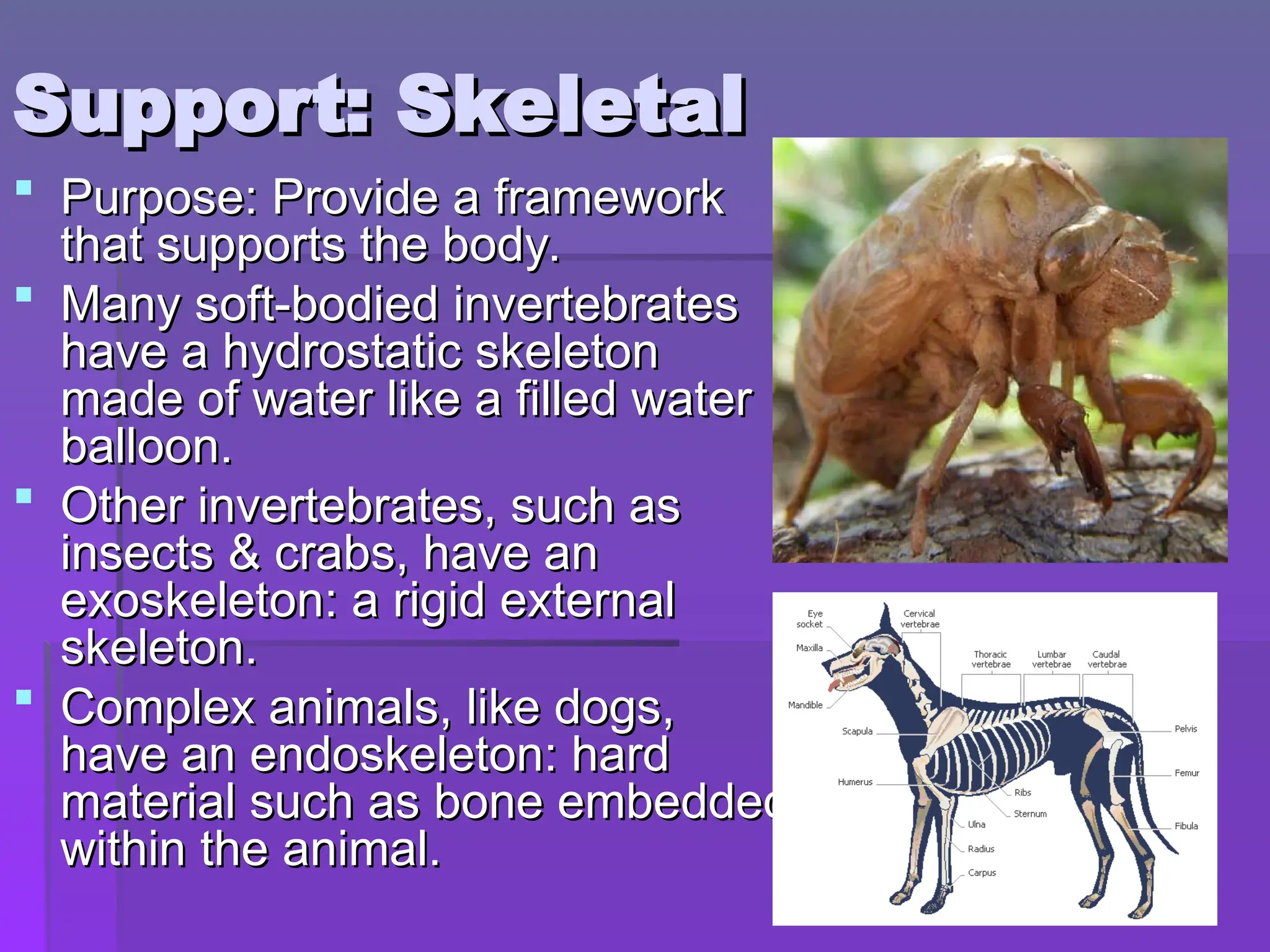 Animal Body Systems revised zzzzzzzzzzzz | PPT