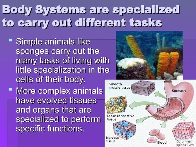 Animal Body Systems revised zzzzzzzzzzzz | PPT