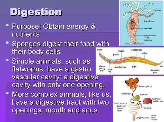 Animal Body Systems revised zzzzzzzzzzzz | PPT