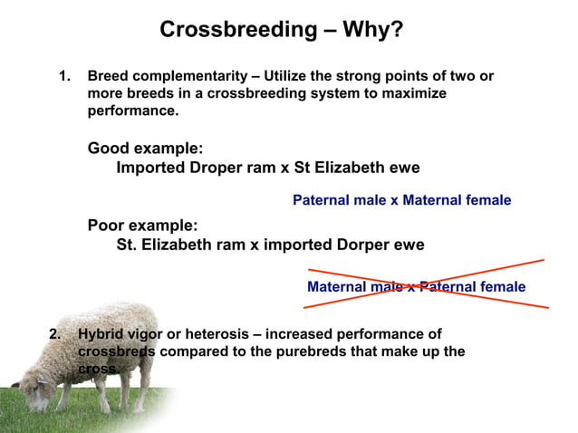 Animal breeding and selection | PPT