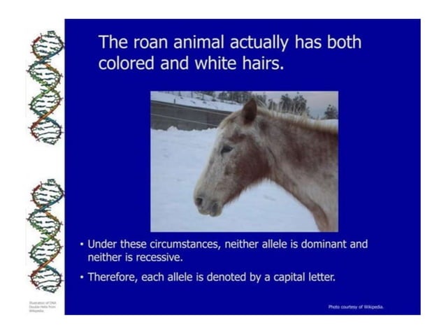 Animal breeding orginal 11.pptxbiothecnology | PPT