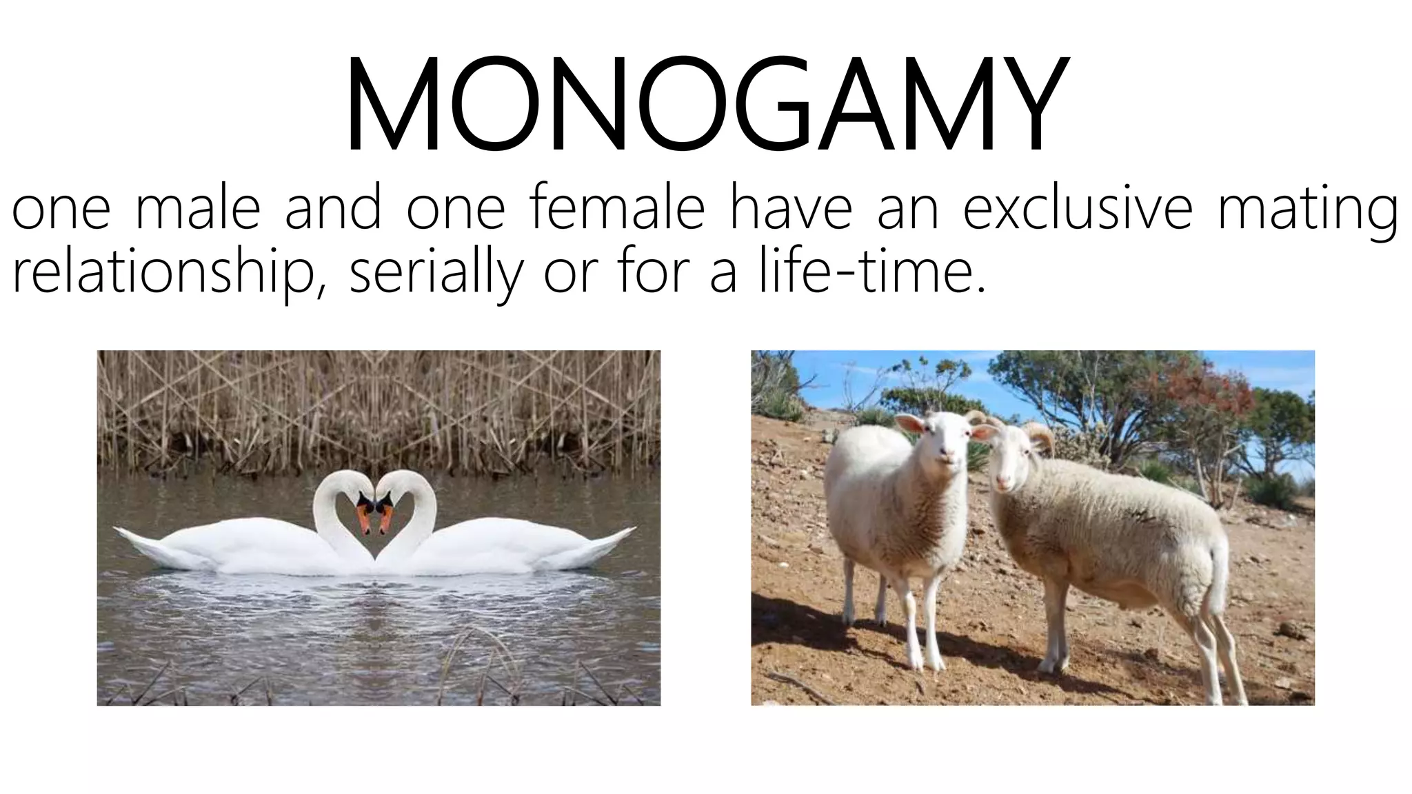 Animal Breeding | PPTX