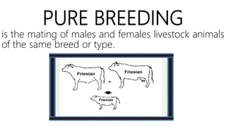 Animal Breeding | PPTX