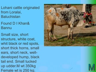 Animal breeds biodiversity and their conservation by Dr Abdul Rahman | PPTX