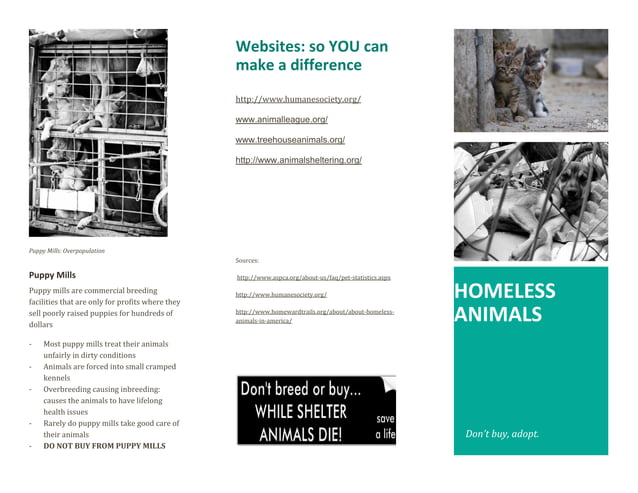 Homeless Animal Brochure | PPT