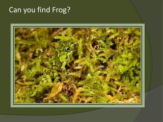 Animal camouflage | PPTX