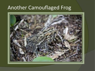 Animal camouflage | PPTX