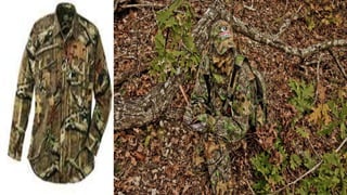 Animal Camouflage | PPT