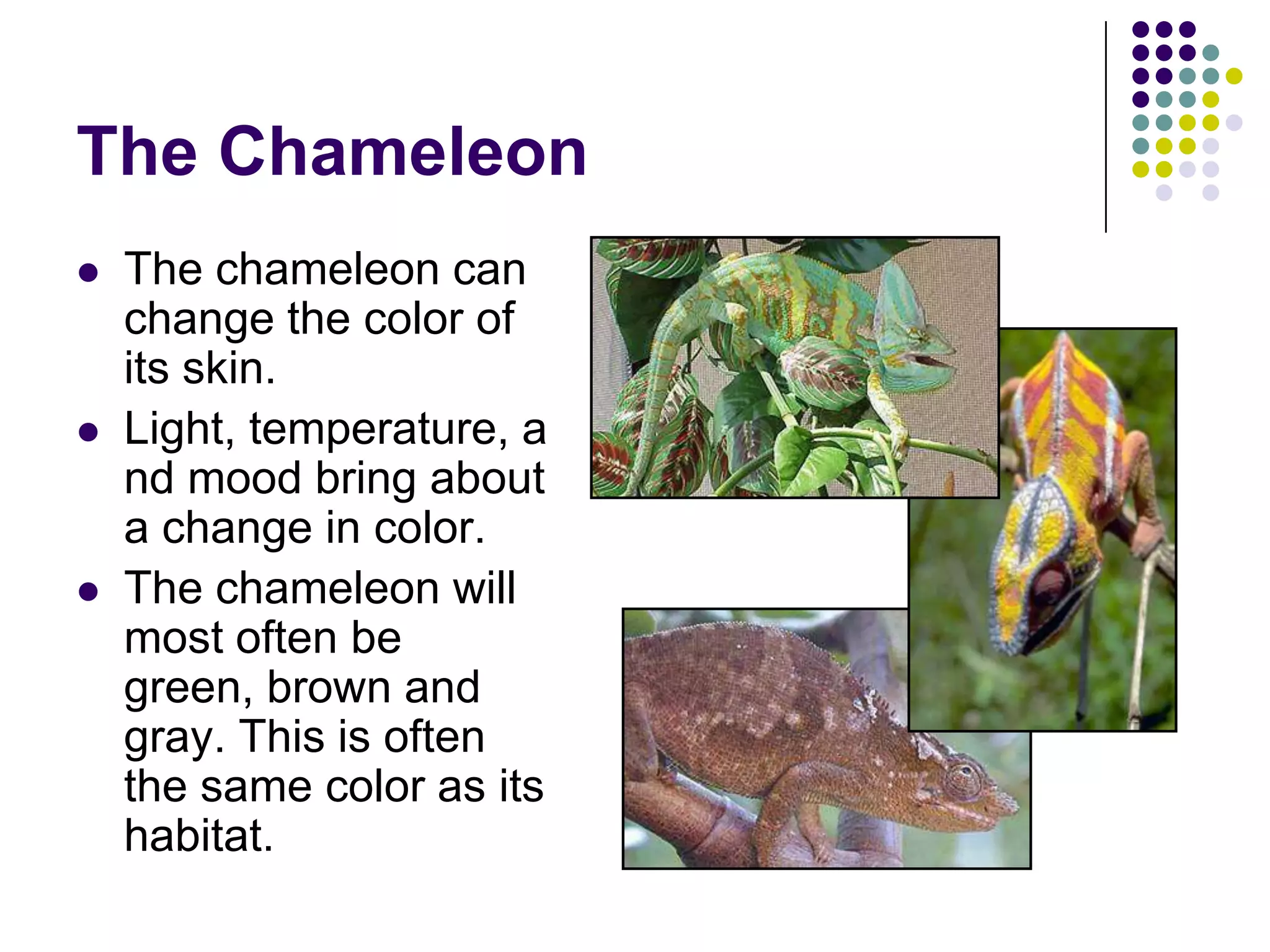 Animal camouflage (2) | PPTX