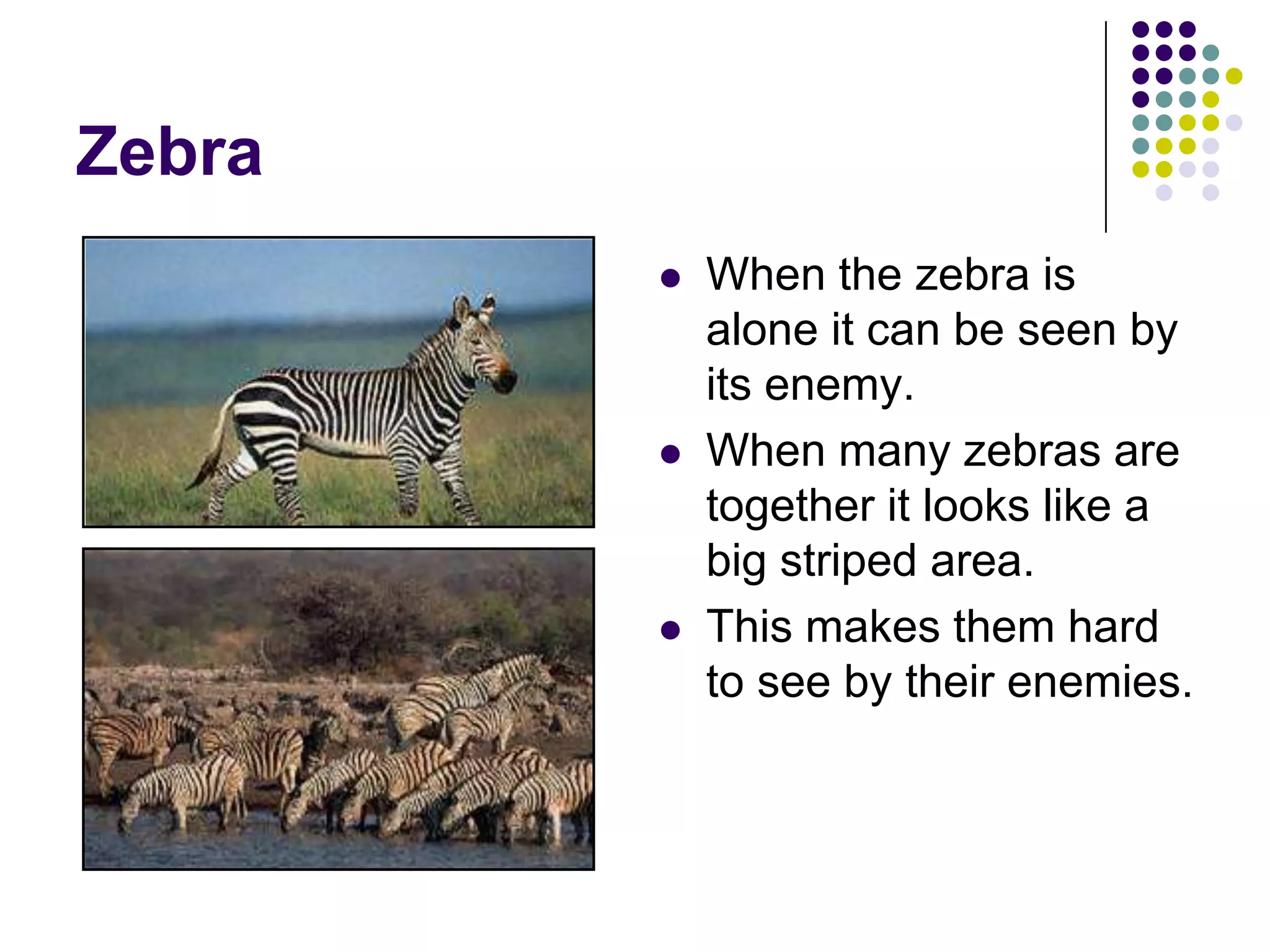 Animal camouflage (2) | PPTX