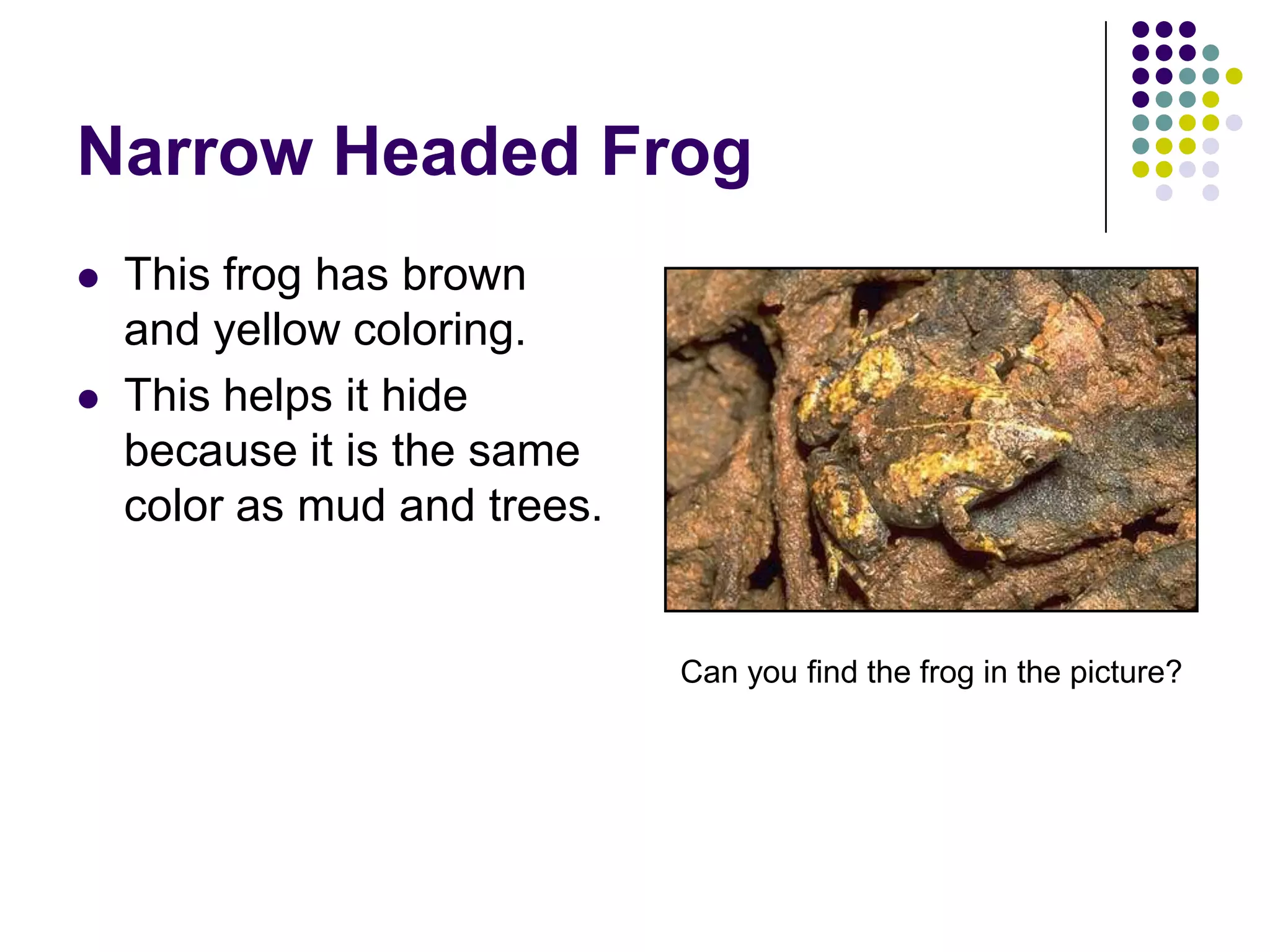 Animal camouflage (2) | PPTX