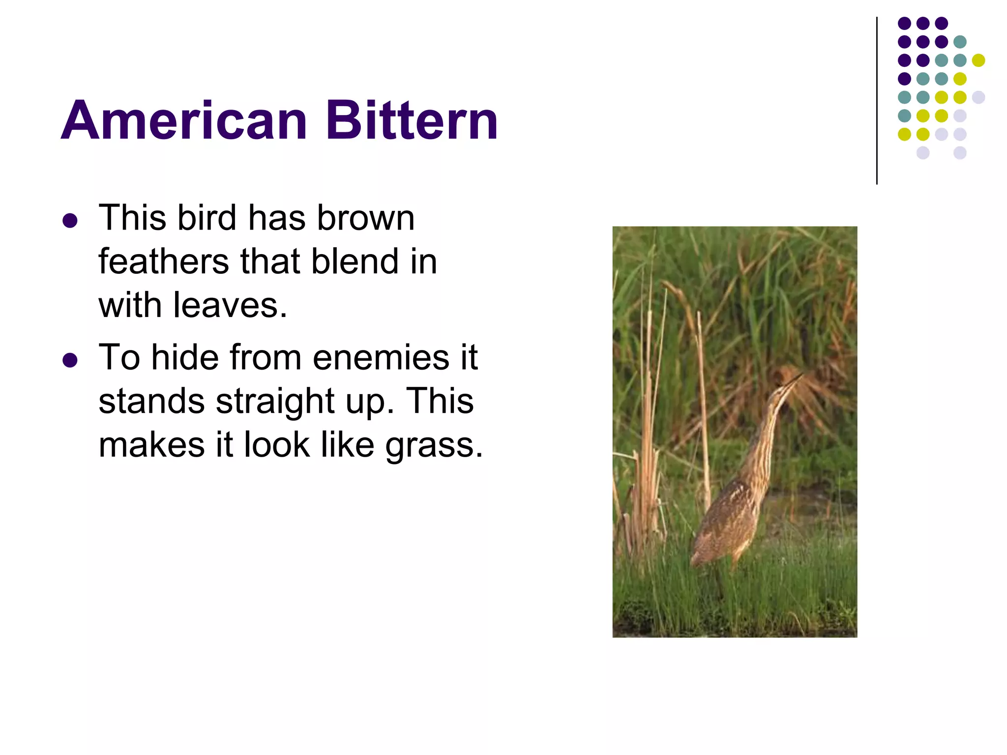 Animal camouflage (2) | PPTX