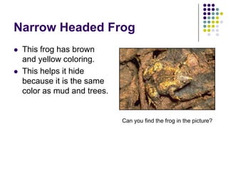 Animal camouflage (2) | PPTX