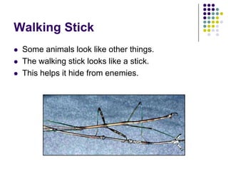 Animal camouflage (2) | PPTX