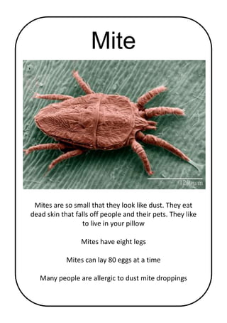 Animal Classification Pairs Activity | PDF