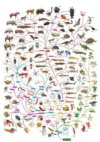 Animal Classification Pairs Activity | PDF