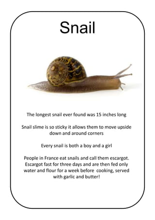 Animal Classification Pairs Activity | PPTX