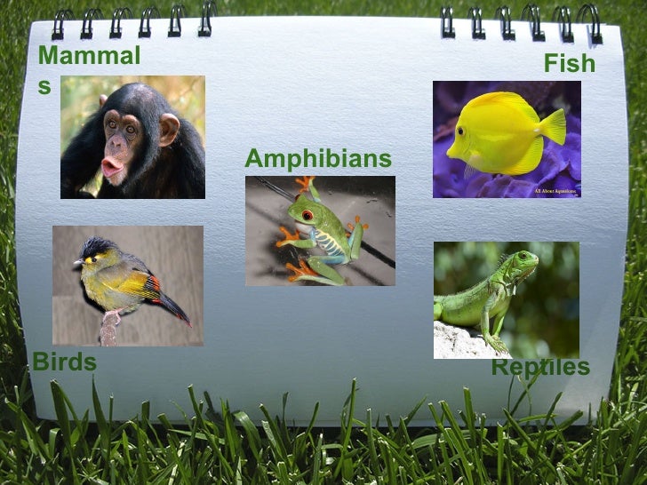 Animal Categorization