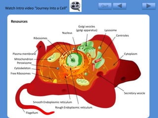 Inside the Animal Cell | PPTX