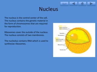 Inside the Animal Cell | PPTX