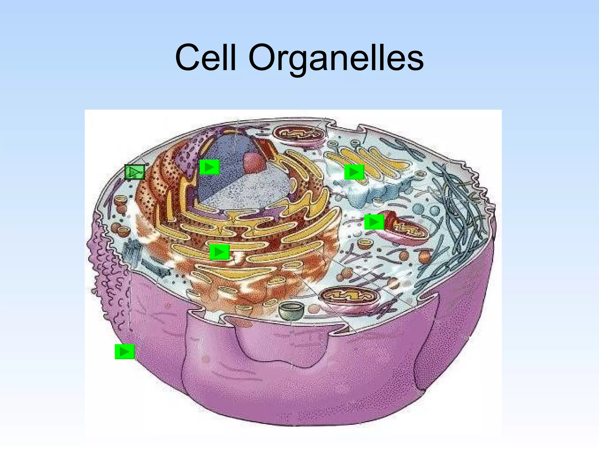Animal cell | PPT