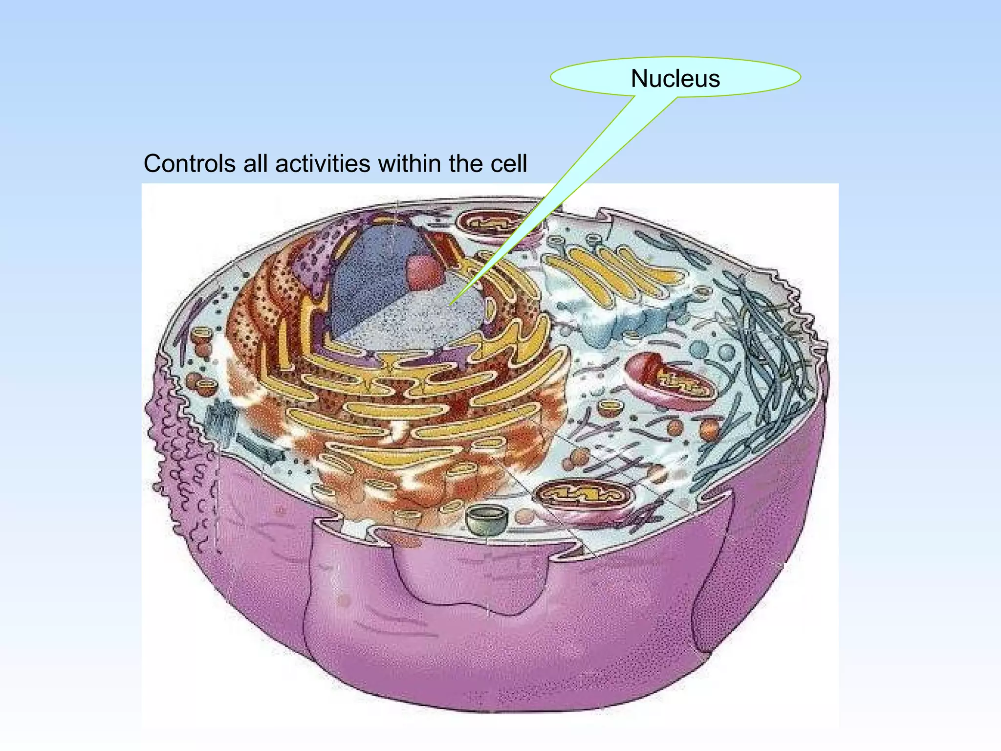 Animal cell | PPT