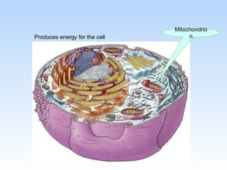Animal cell | PPT