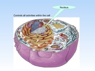 Animal cell | PPT