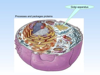 Animal cell | PPT