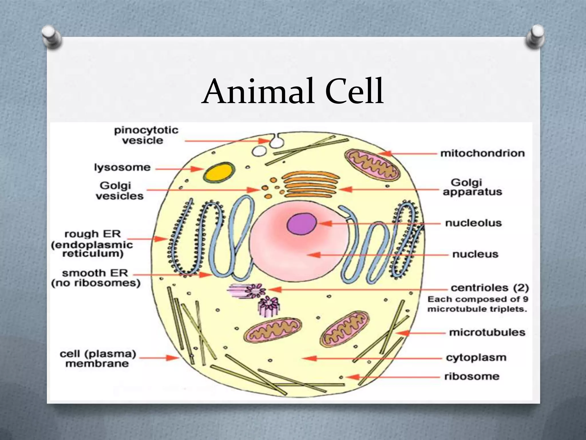 Animal cell | PPTX