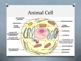 Cytoskeleton In Animal Cell Project
