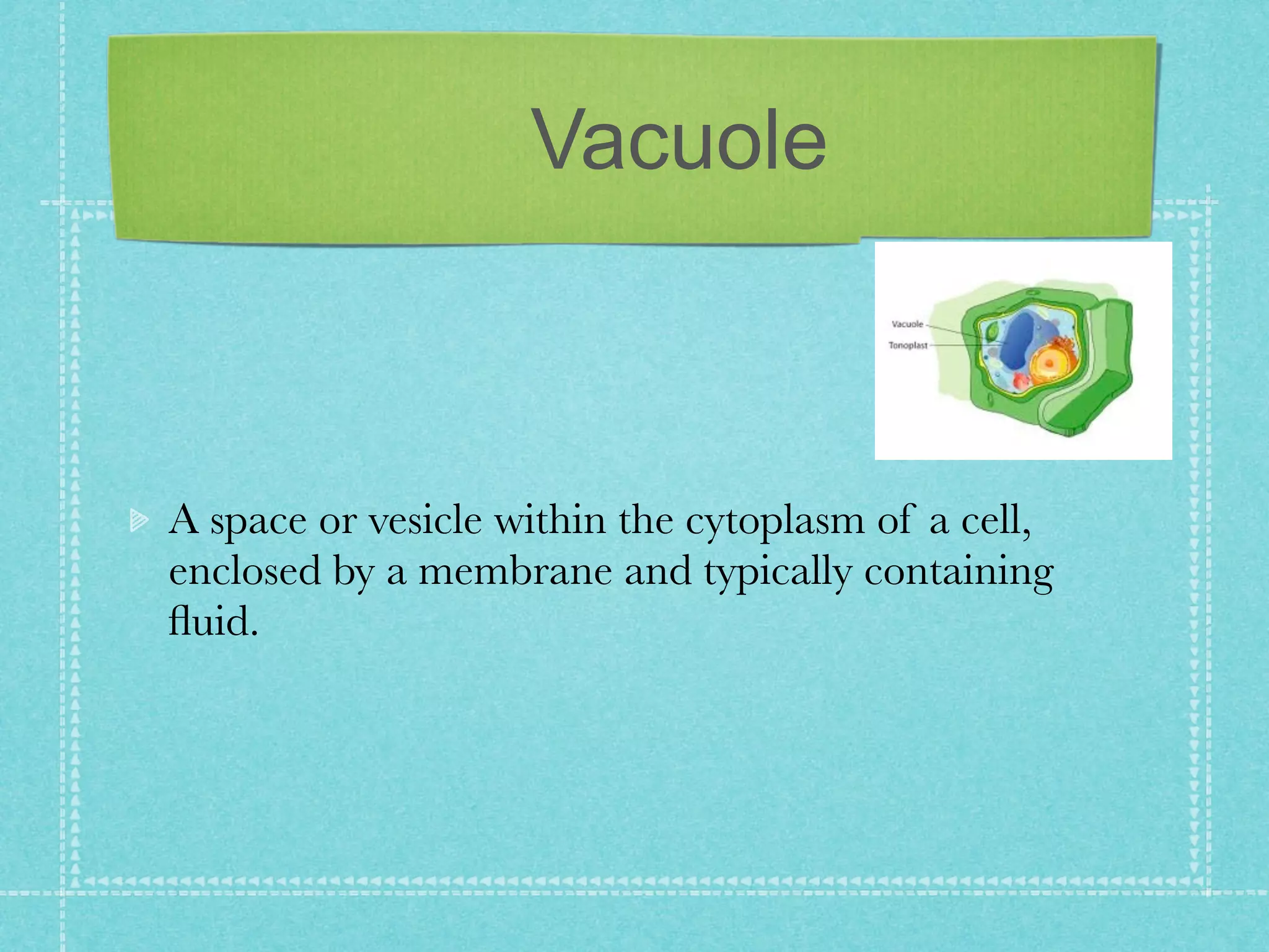 Animal cell | KEY | Biological Sciences | Science