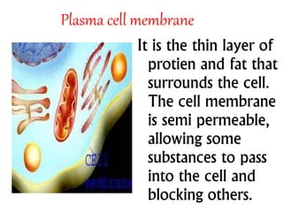 Animal cell | PPT | Free Download