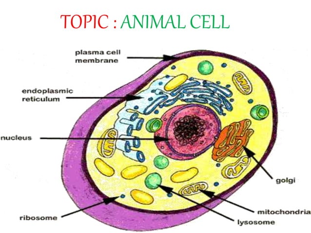 Animal cell | PPT | Free Download