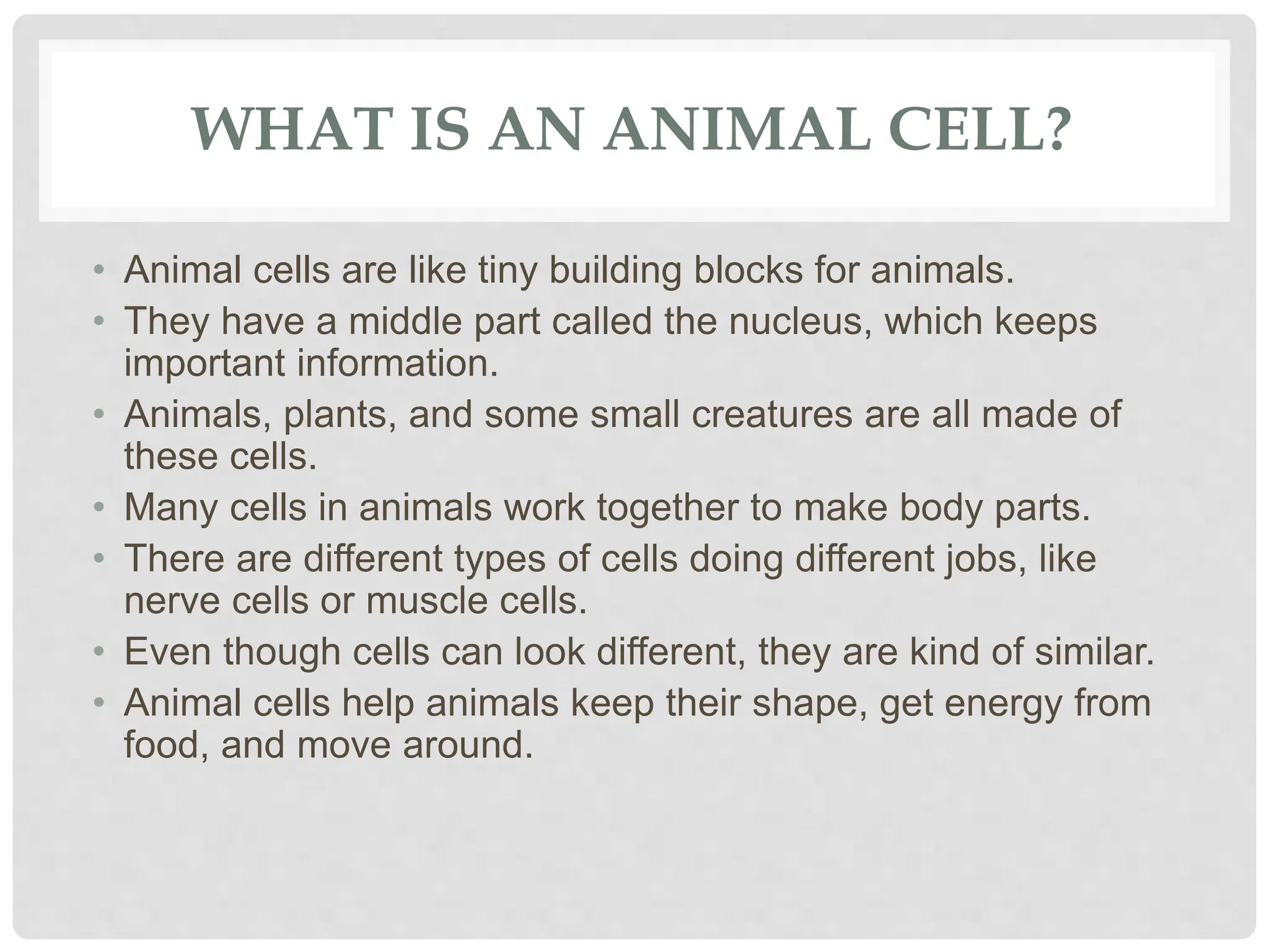 Animal Cell, Basic Functions of Animal Cell Organelles: A Simple Guide.pptx