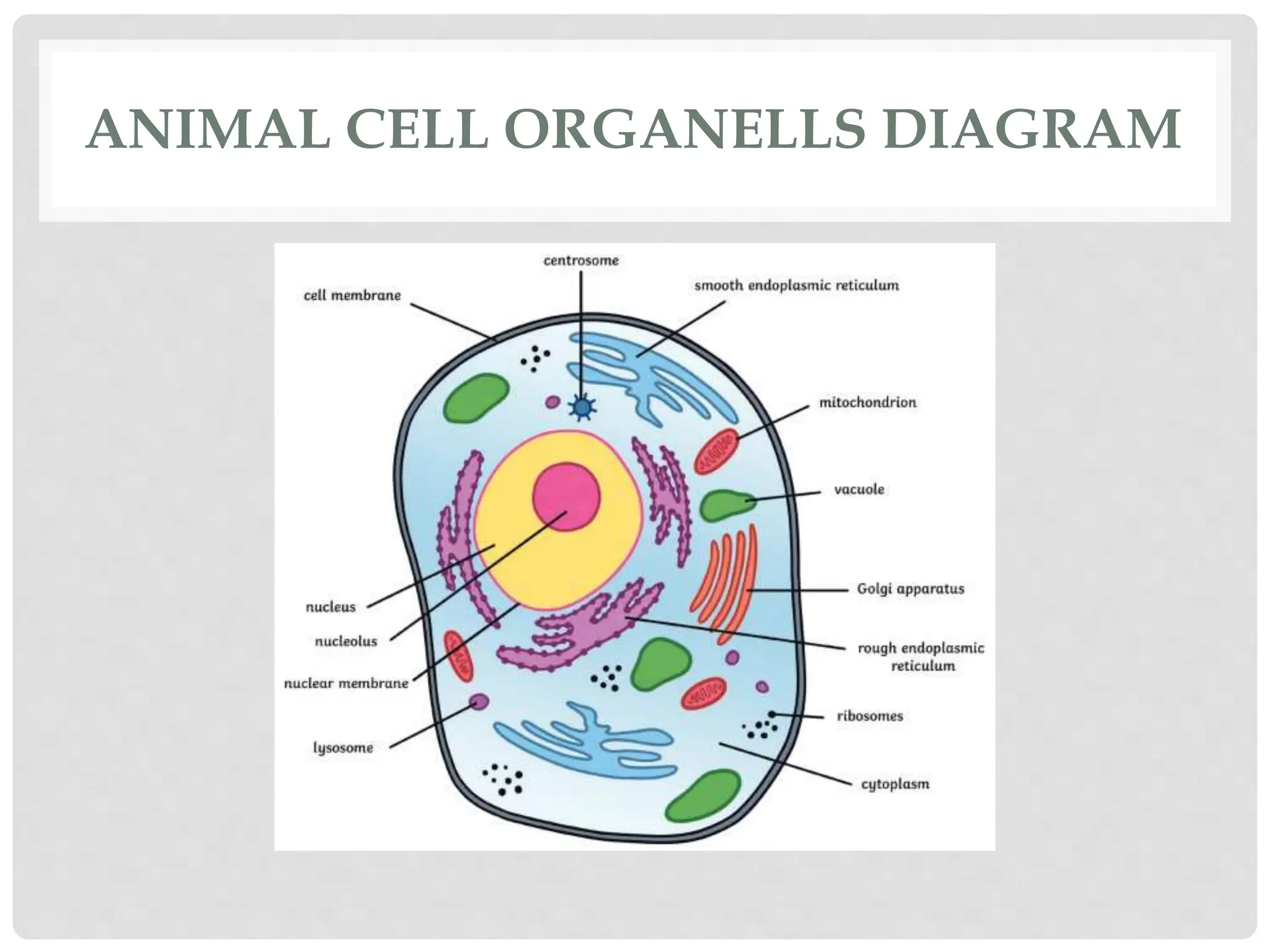Animal Cell, Basic Functions of Animal Cell Organelles: A Simple Guide.pptx