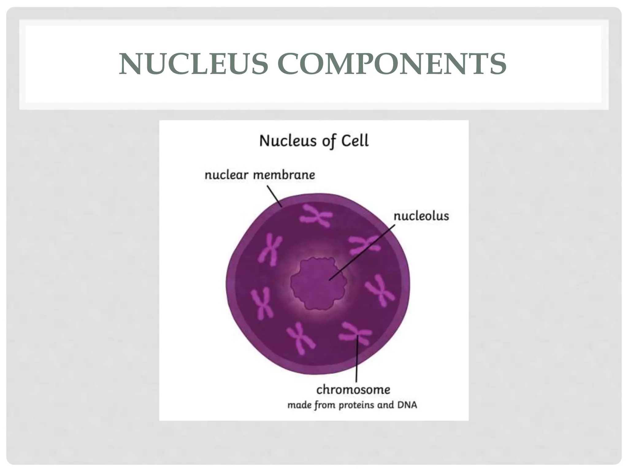 Animal Cell, Basic Functions of Animal Cell Organelles: A Simple Guide.pptx