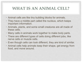 Animal Cell, Basic Functions of Animal Cell Organelles: A Simple Guide.pptx