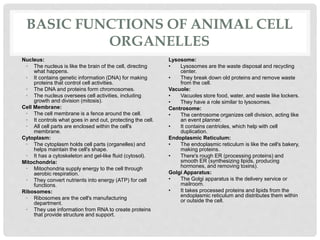 Animal Cell, Basic Functions of Animal Cell Organelles: A Simple Guide.pptx