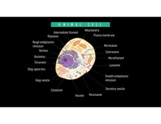 Animal Cell Descriptive details for students.pdf