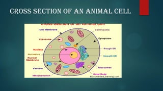 Animal cell anatomy power point | PPTX