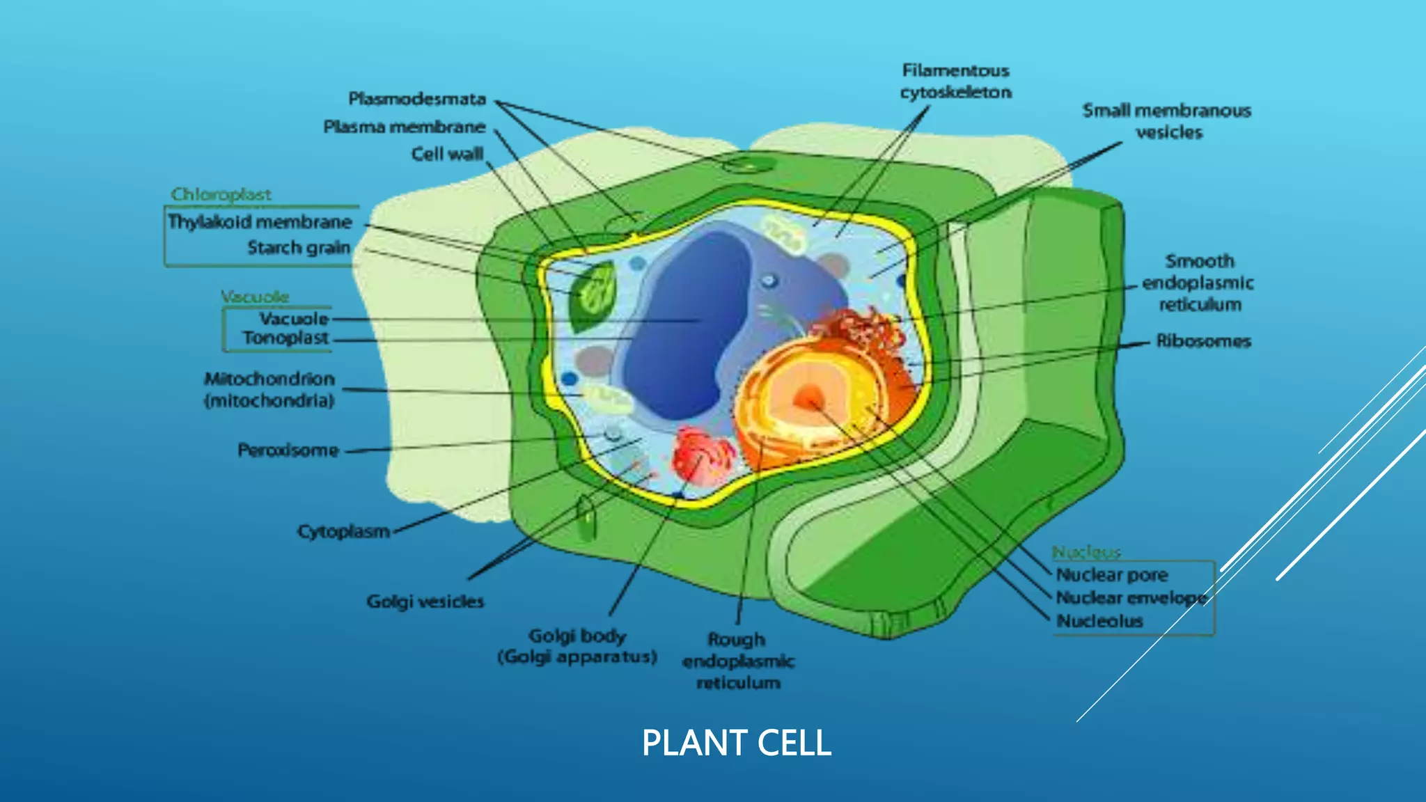 ANIMAL CELL AND PLANT CELL.pptx