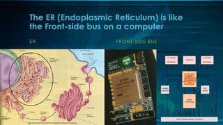 Animal Cell Analogy | PPTX